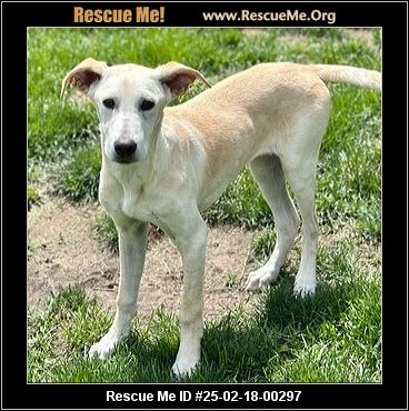 - Colorado Lab Rescue - ADOPTIONS - Rescue Me!
