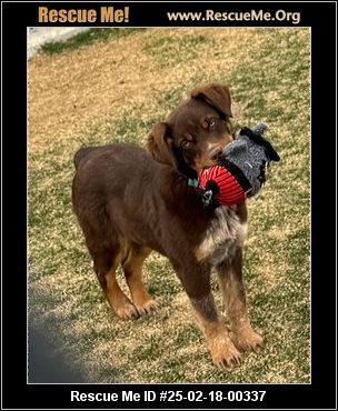 - Colorado Lab Rescue - ADOPTIONS - Rescue Me!