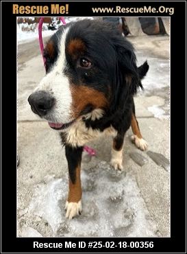 - New York Dog Rescue - ADOPTIONS - Rescue Me!