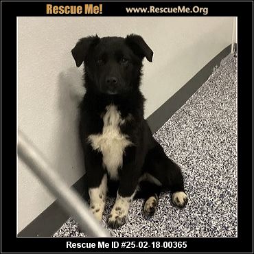 - Colorado Lab Rescue - ADOPTIONS - Rescue Me!