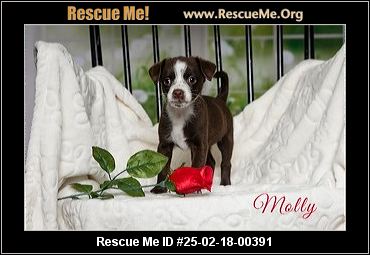 - Florida Border Collie Rescue - ADOPTIONS - Rescue Me!