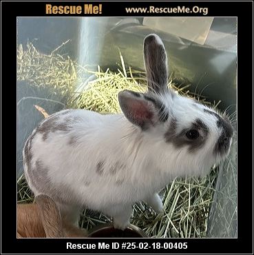 - Virginia Rabbit Rescue - ADOPTIONS - Rescue Me!