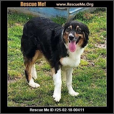 - South Carolina Dog Rescue - ADOPTIONS - Rescue Me!