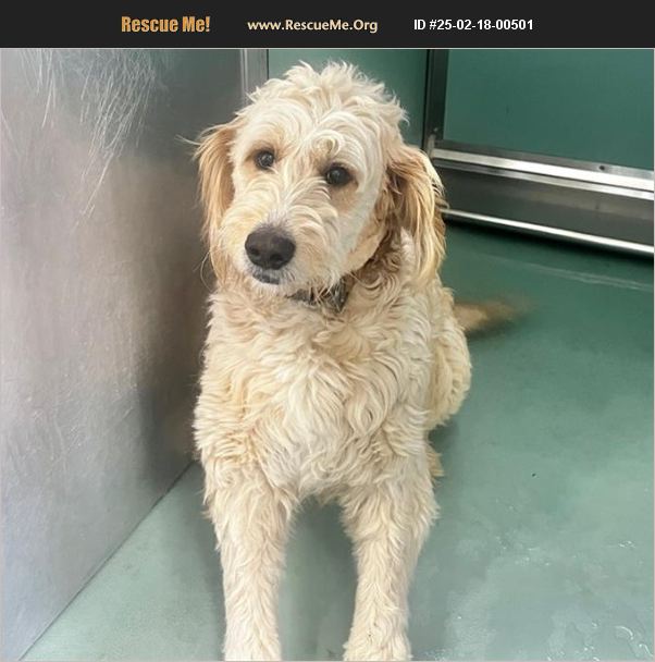 ADOPT 25021800501 ~ Poodle Rescue ~ Moreno Valley, CA