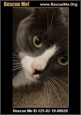 - Washington Cat Rescue - ADOPTIONS - Rescue Me!