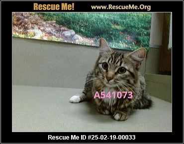 - California Cat Rescue - ADOPTIONS - Rescue Me!