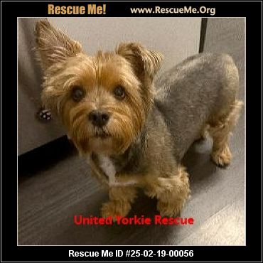 - Texas Yorkie Rescue - ADOPTIONS - Rescue Me!
