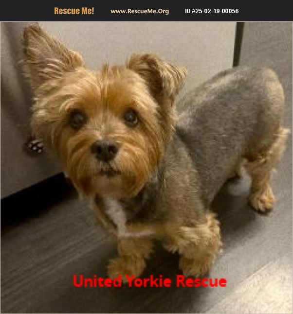 ADOPT 25021900056 ~ Yorkie Rescue ~ Williamson County, TX