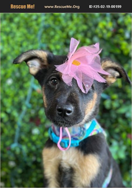 ADOPT 25021900199 ~ German Pinscher Rescue ~ Carlsbad, CA