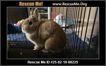 - Illinois Rabbit Rescue - ADOPTIONS - Rescue Me!
