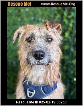 - California Border Terrier Rescue - ADOPTIONS - Rescue Me!
