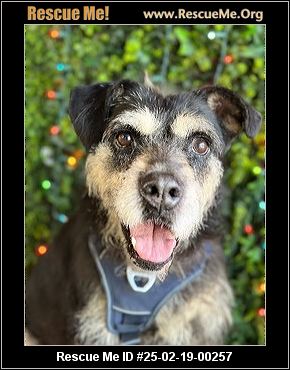 - California Border Terrier Rescue - ADOPTIONS - Rescue Me!