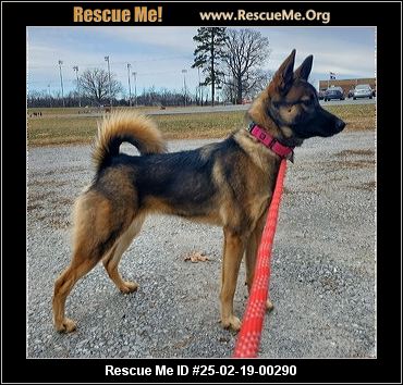 - Virginia German Shepherd Rescue - ADOPTIONS - Rescue Me!