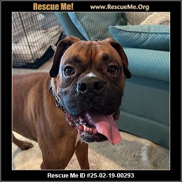 - Florida Boxer Rescue - ADOPTIONS - Rescue Me!