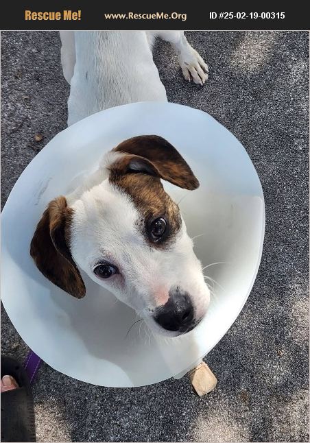 ADOPT 25021900315 ~ Jack Russell Rescue ~ fort lauderdale, FL
