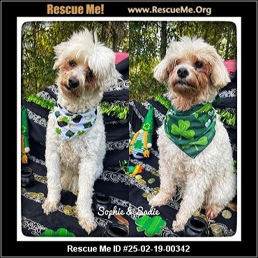 - Florida Maltese Rescue - ADOPTIONS - Rescue Me!