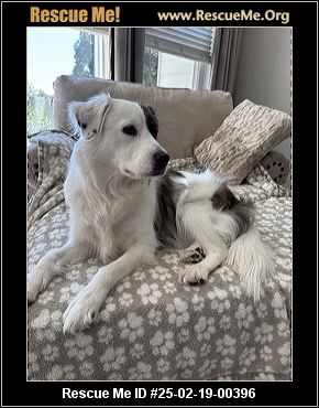 - Georgia Border Collie Rescue - ADOPTIONS - Rescue Me!