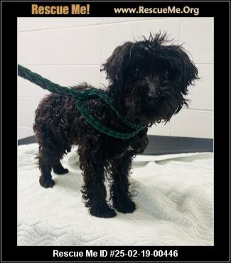 - Georgia Poodle Rescue - ADOPTIONS - Rescue Me!