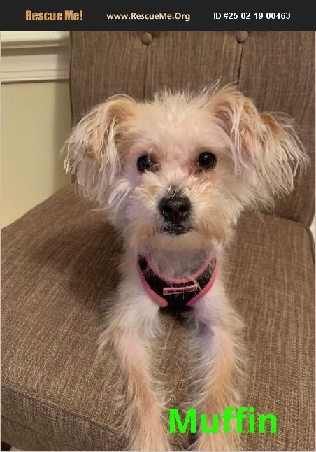 ADOPT 25021900463 ~ Maltese Rescue ~ Raleigh, NC