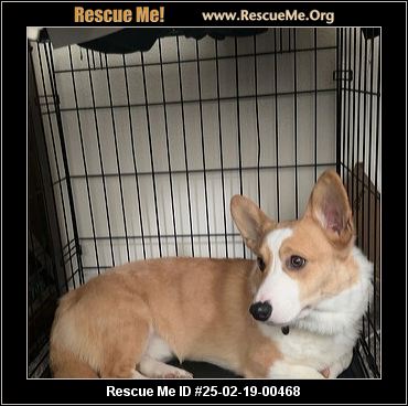 - Colorado Corgi Rescue - ADOPTIONS - Rescue Me!