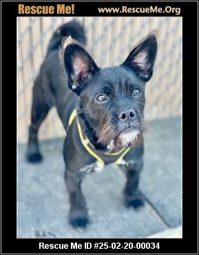 - New York Dog Rescue - ADOPTIONS - Rescue Me!