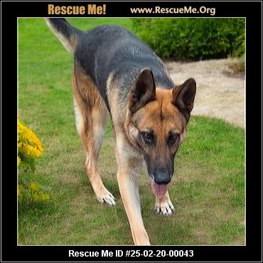 - Pennsylvania German Shepherd Rescue - ADOPTIONS - Rescue Me!
