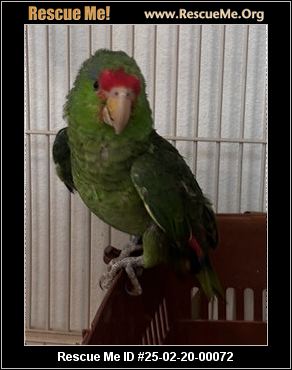 - California Pet Bird Rescue - ADOPTIONS - Rescue Me!