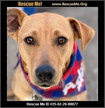 - Colorado Lab Rescue - ADOPTIONS - Rescue Me!