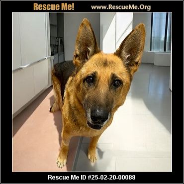 - Pennsylvania German Shepherd Rescue - ADOPTIONS - Rescue Me!