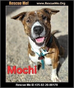 - Arizona Bull Terrier Rescue - ADOPTIONS - Rescue Me!