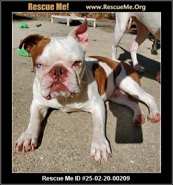 - Florida Boston Terrier Rescue - ADOPTIONS - Rescue Me!