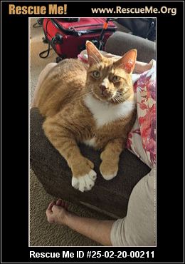 - Michigan Cat Rescue - ADOPTIONS - Rescue Me!