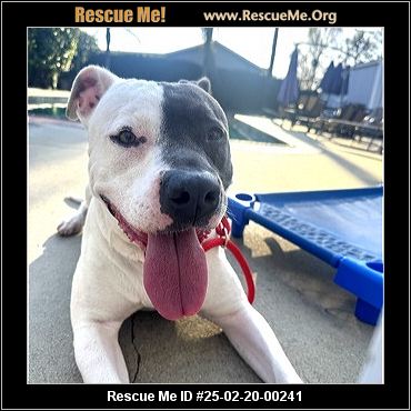 - California Pit Bull Rescue - ADOPTIONS - Rescue Me!