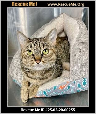 - Oregon Cat Rescue - ADOPTIONS - Rescue Me!