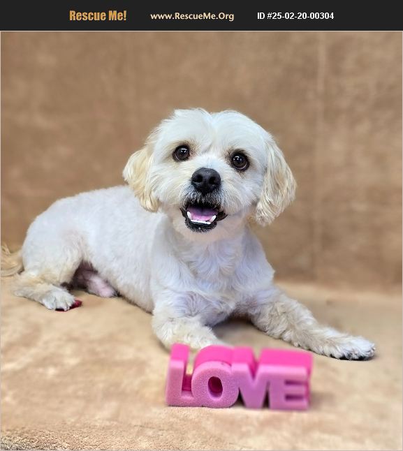 ADOPT 25022000304 ~ Maltese Rescue ~ San Pedro, CA