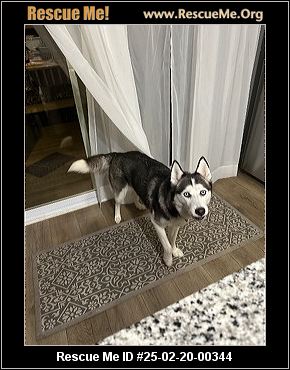 - Michigan Siberian Husky Rescue - ADOPTIONS - Rescue Me!