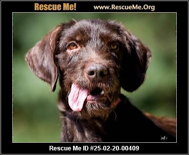 - New Jersey Dog Rescue - ADOPTIONS - Rescue Me!