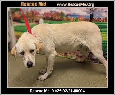 - California Lab Rescue - ADOPTIONS - Rescue Me!