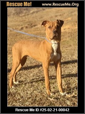 - South Carolina Dog Rescue - ADOPTIONS - Rescue Me!