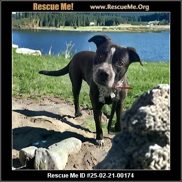 - Vermont Dog Rescue - ADOPTIONS - Rescue Me!