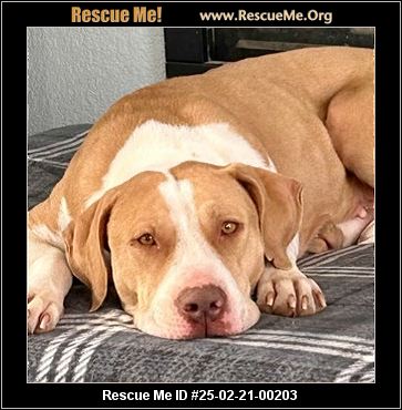 - Colorado Lab Rescue - ADOPTIONS - Rescue Me!