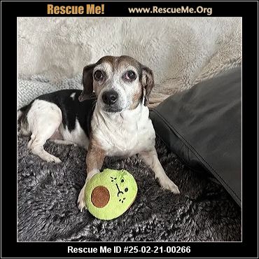 - Colorado Mutt Rescue - ADOPTIONS - Rescue Me!
