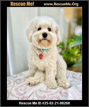 - Florida Poodle Rescue - ADOPTIONS - Rescue Me!