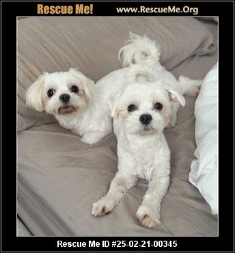 - Florida Maltese Rescue - ADOPTIONS - Rescue Me!