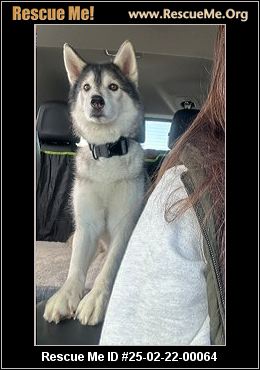 - Virginia Siberian Husky Rescue - ADOPTIONS - Rescue Me!