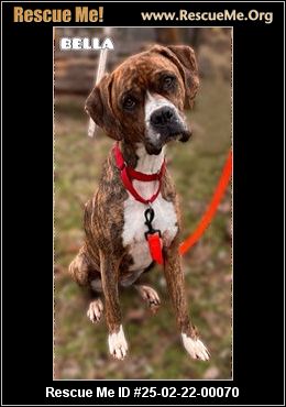- Illinois Mutt Rescue - ADOPTIONS - Rescue Me!