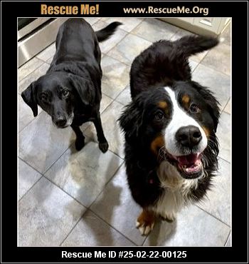 - New York Dog Rescue - ADOPTIONS - Rescue Me!