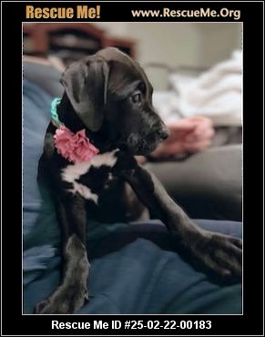 - Texas Mutt Rescue - ADOPTIONS - Rescue Me!