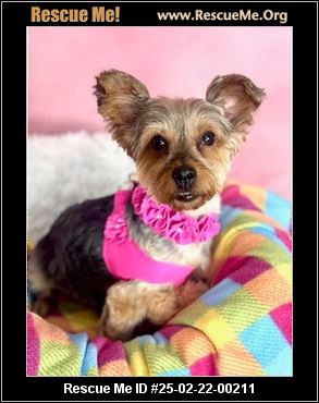 - Arizona Yorkie Rescue - ADOPTIONS - Rescue Me!