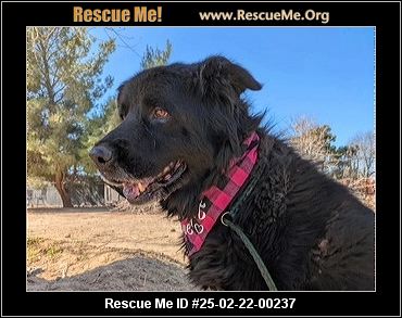 - Washington Chow Chow Rescue - ADOPTIONS - Rescue Me!